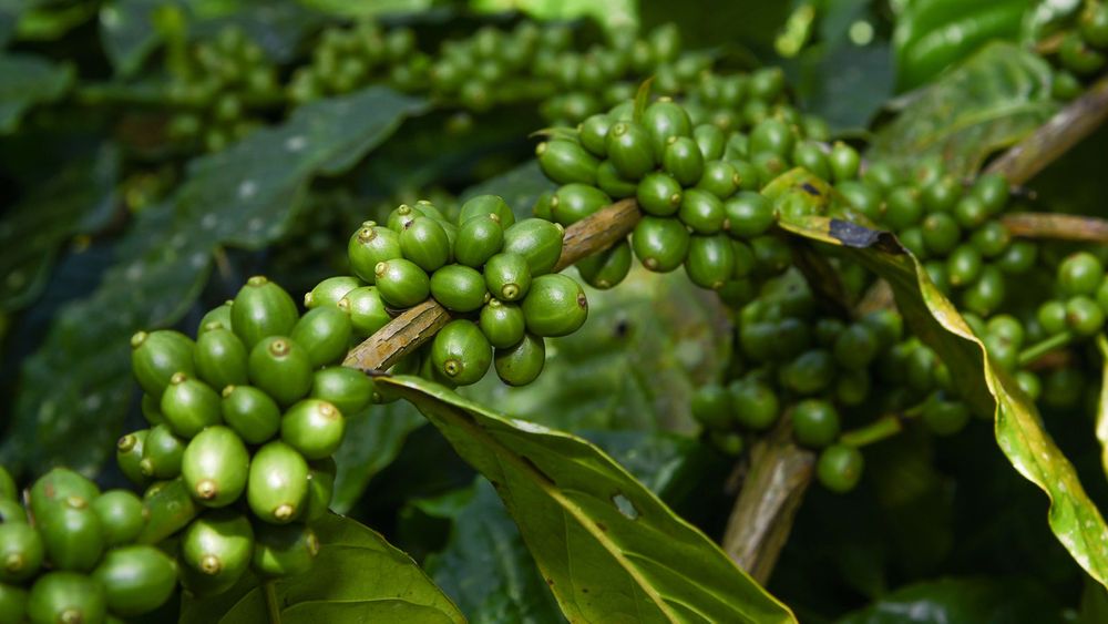 5 Coorg Coffee Estate & Homestays To Visit In 2022