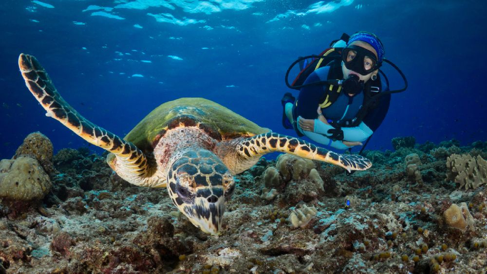 Expert’s Guide To Marine Conservation And Sustainable Scuba Diving
