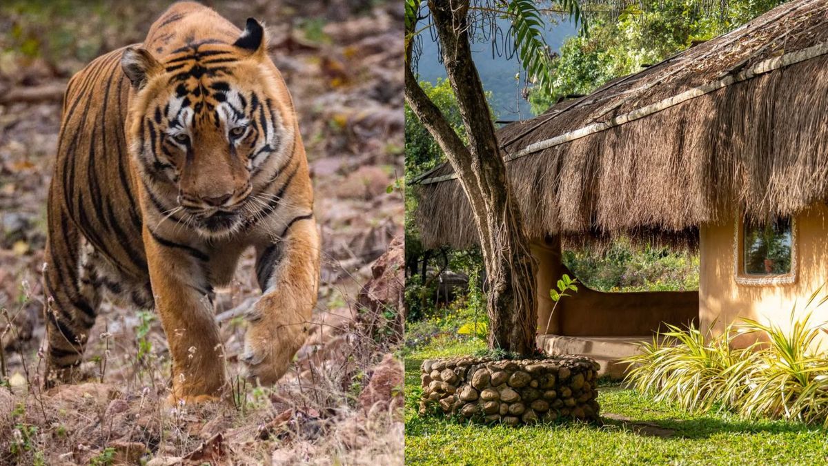 Best Forest Homestays For Wildlife Lovers | Zee Zest