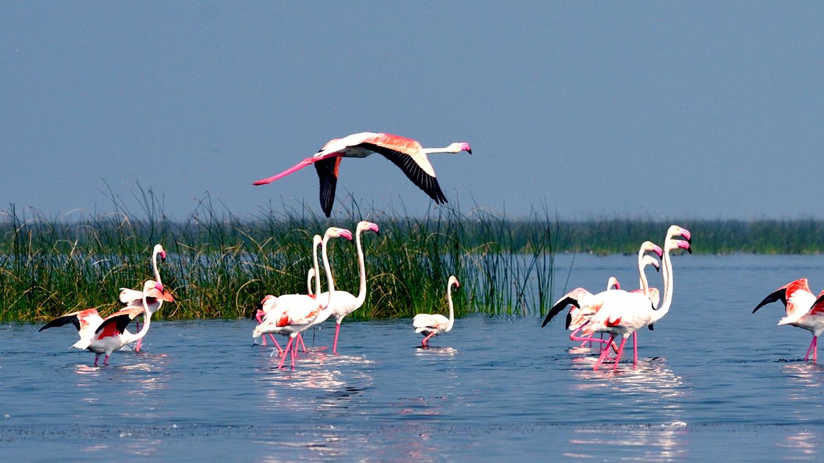 Bird Parks To Visit In India | Zee Zest