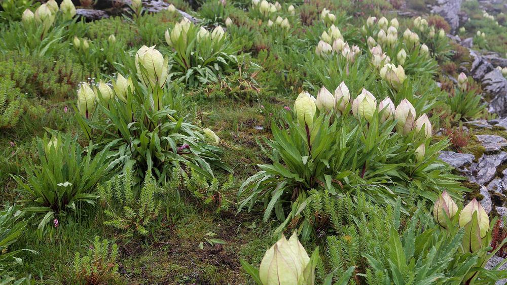 Brahma Kamal: National Flower Of Uttarakhand | ZeeZest