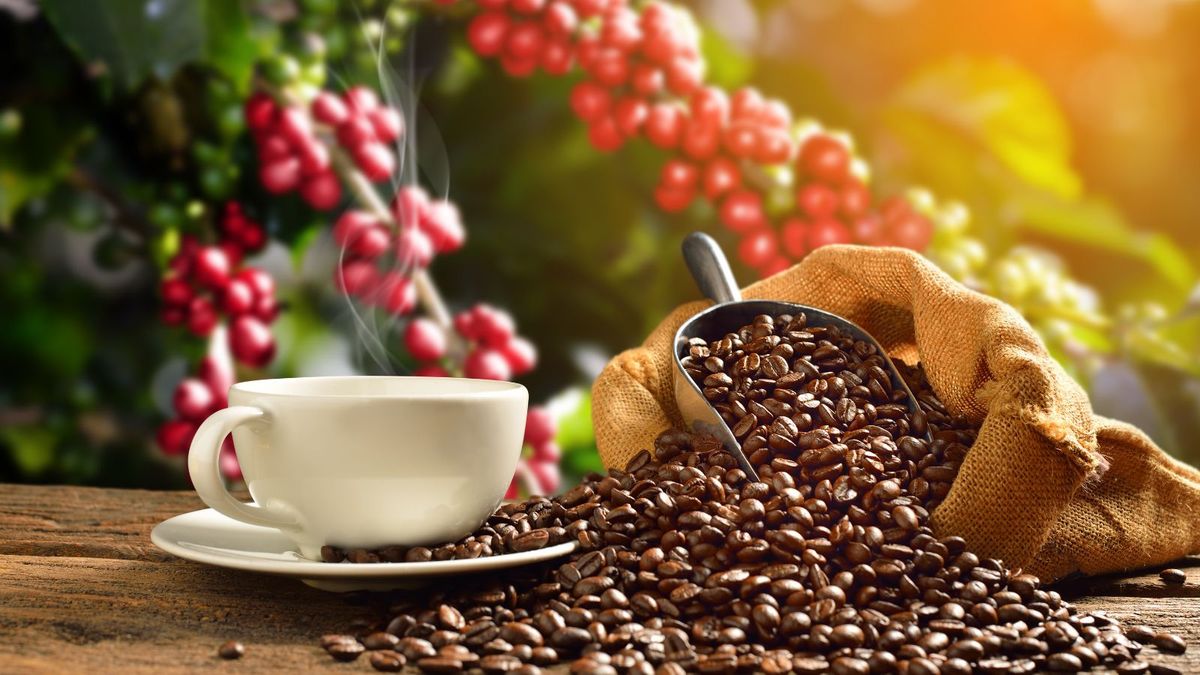 5 Coorg Coffee Estate & Homestays To Visit | Zee Zest