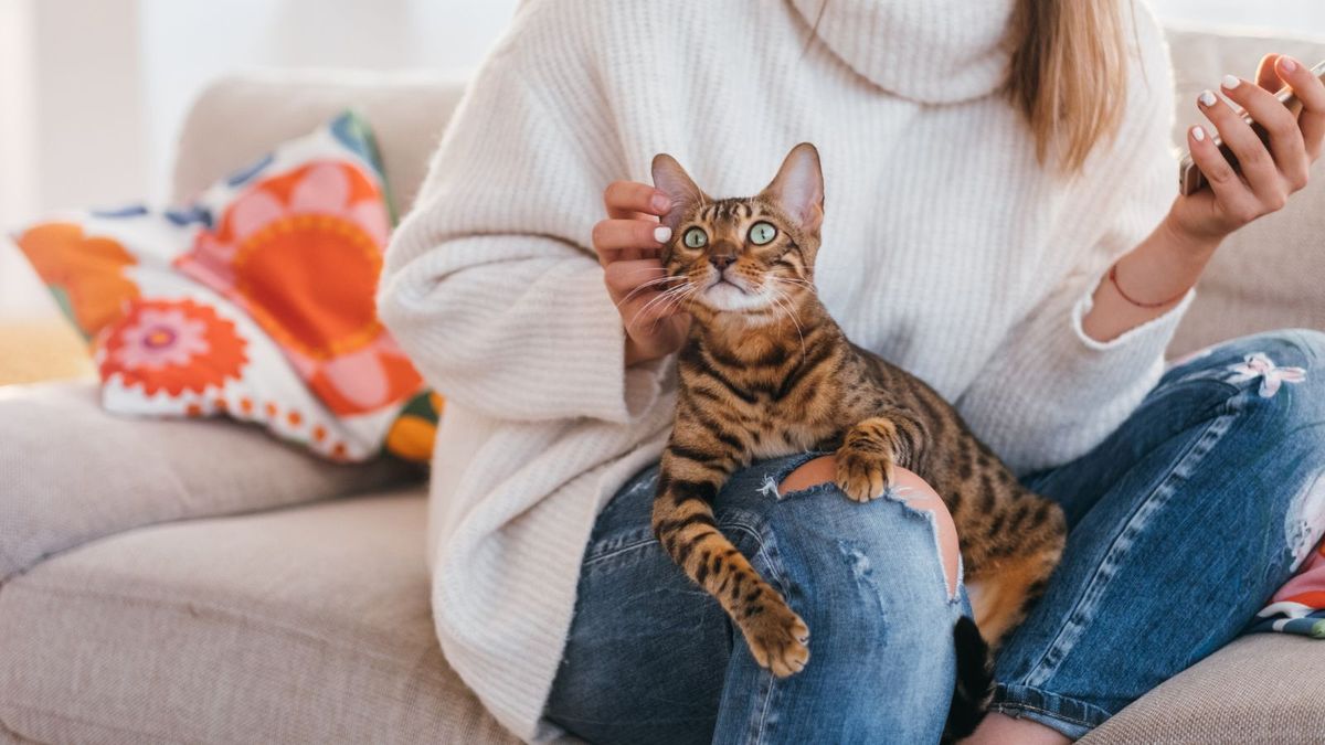 Most Expensive Cat Breeds In The World | Zee Zest