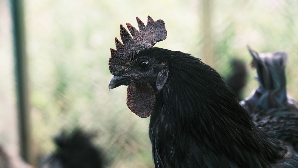 How Kadaknath Chicken Is Winning Hearts And Stomachs | Zee Zest