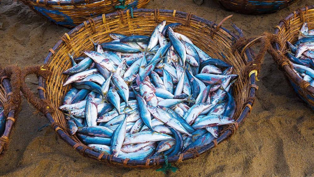 4 Popular Indian Fish And Their Health Benefits | Zee Zest