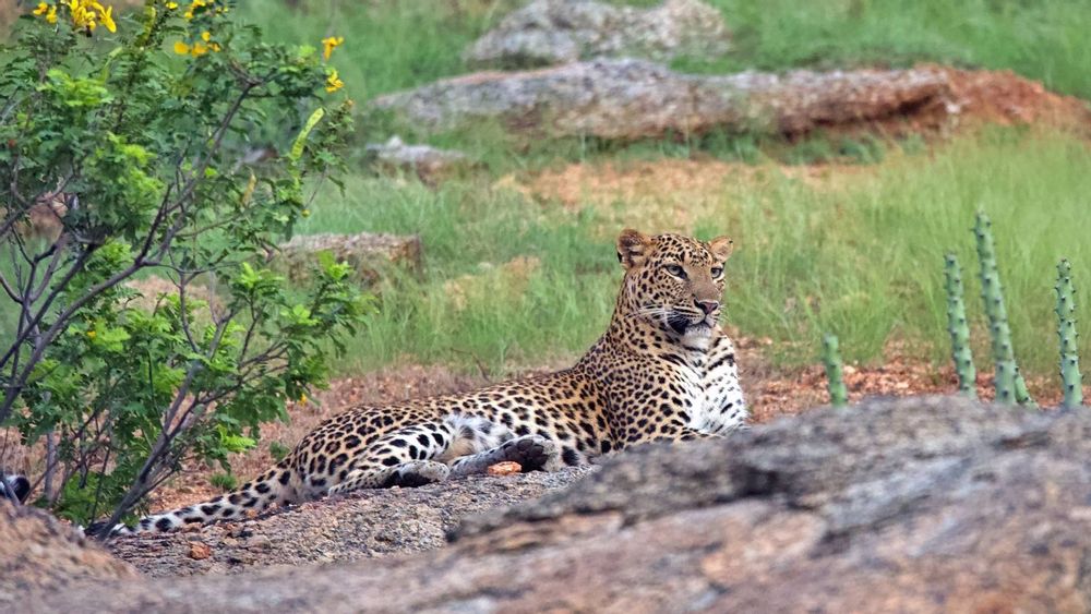 Leopard Spotting At Bijapur Lodge In Jawai, Rajasthan | Zee Zest