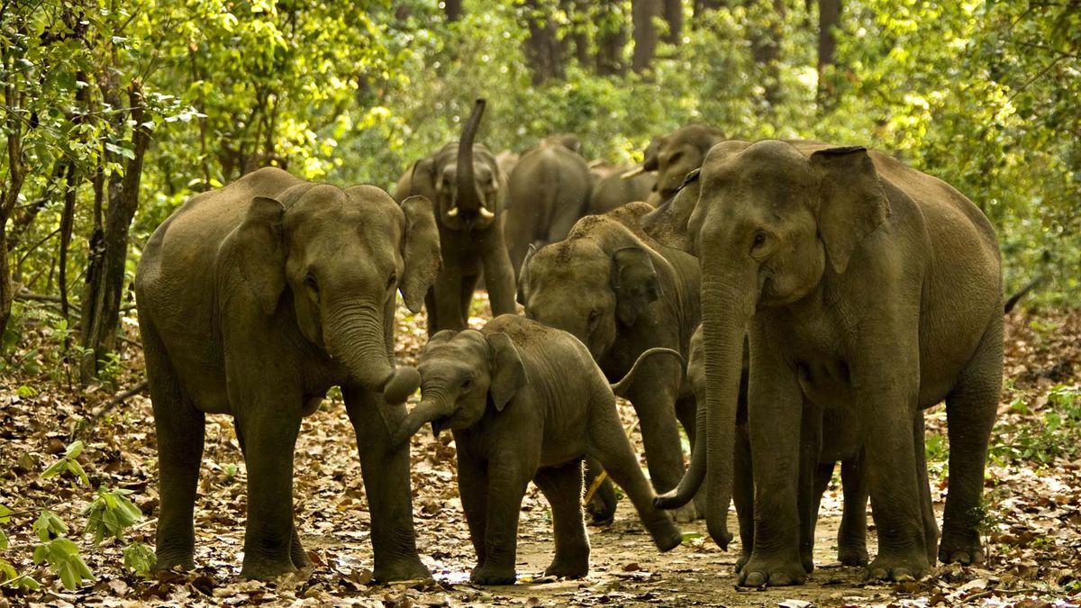 Meet The Men And Women Who Protect India's Wildlife