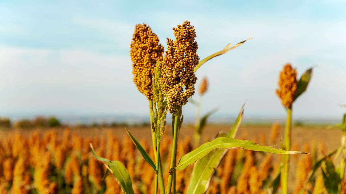 Beginner's Guide To Millets: All You Need To Know | Zee Zest