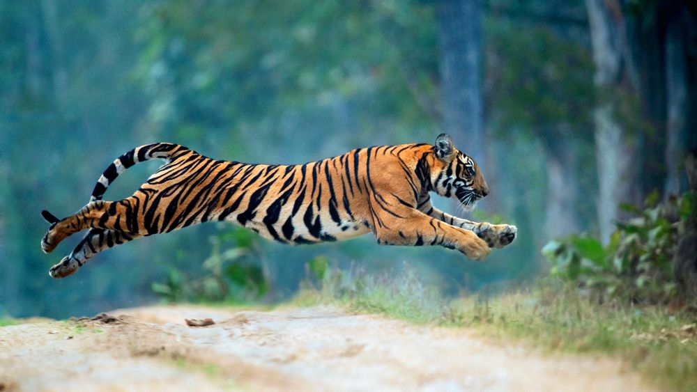 Interview With Wildlife Photographer Mithun Hunugund | Zee Zest