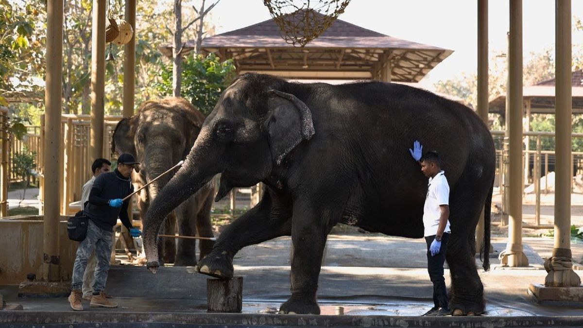 Sneak Peek Inside Vantara, Jamnagar's New Animal Sanctuary