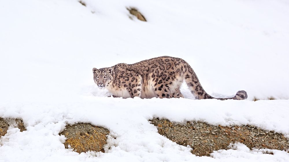 A Snow Leopard Trail In Ladakh I Zee Zest