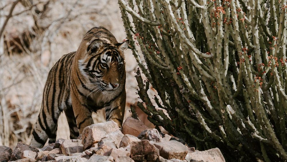 14 Wildlife Sanctuaries In India For A Thrilling Safari | Zee Zest