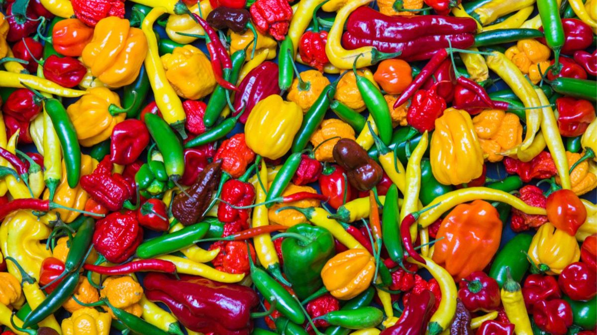 Different Chilli Types In India You Need To Know About | Zee Zest