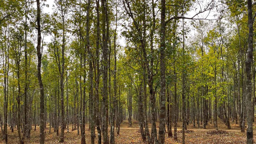 Abdulla Ajmal Explains Why Oudh Is Liquid Gold And How It’s Made | Zee Zest