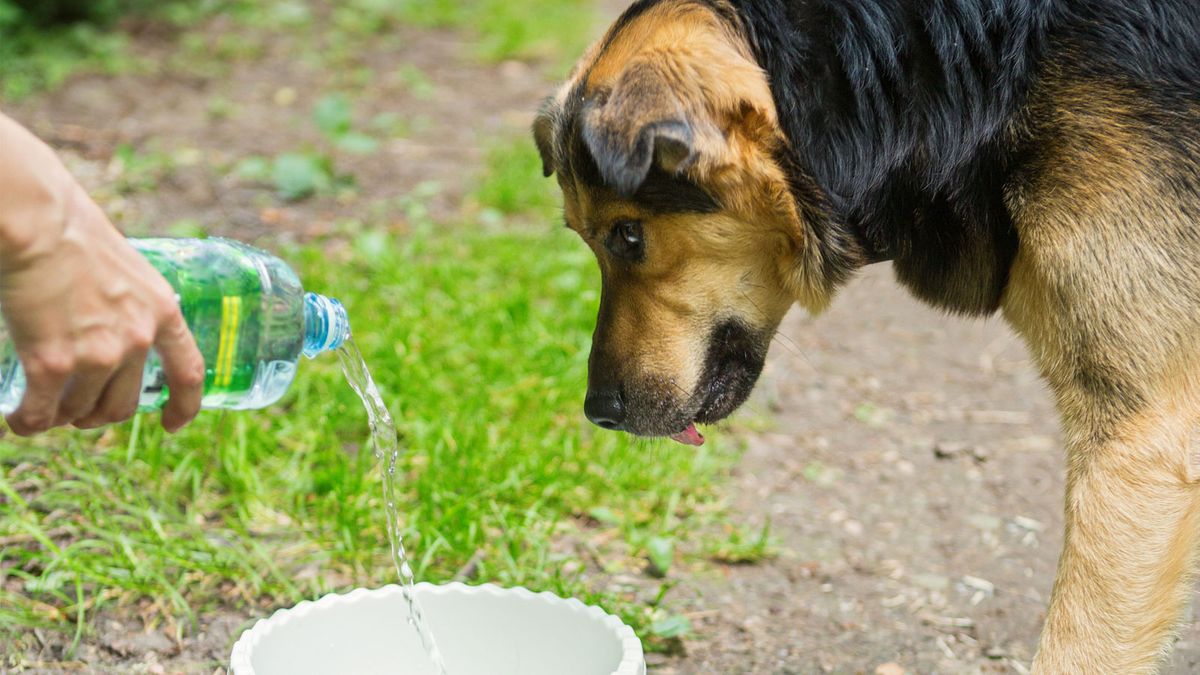 How To Be A Responsible Stray Feeder | Zee Zest