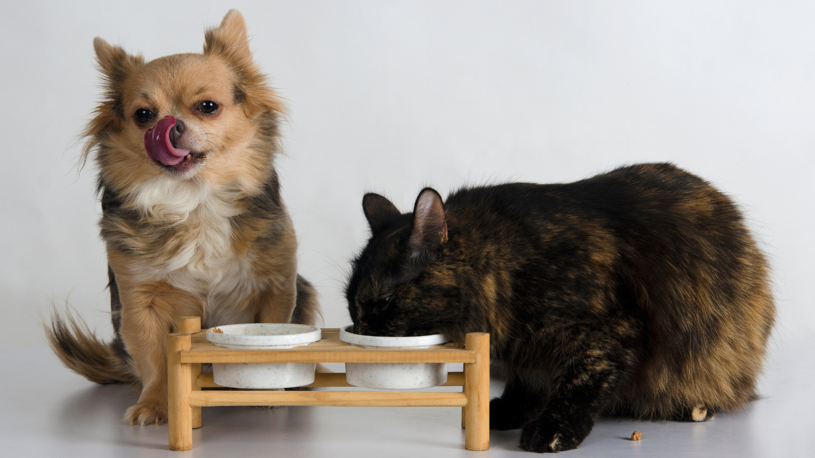 Your Pets Will Thank You For These 5 Healthy Snacks I Zee Zest