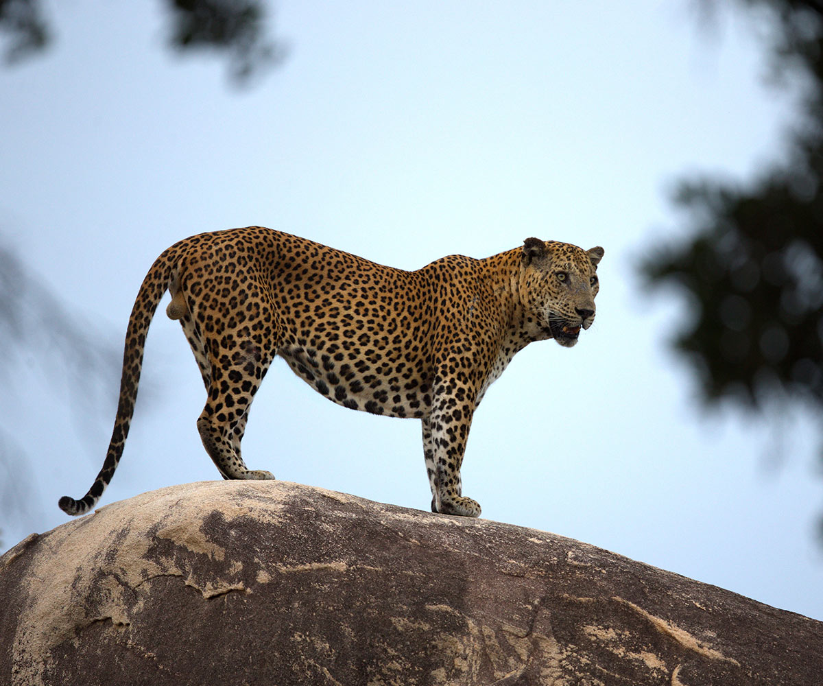 A Wild Ride At Yala National Park Sri Lanka