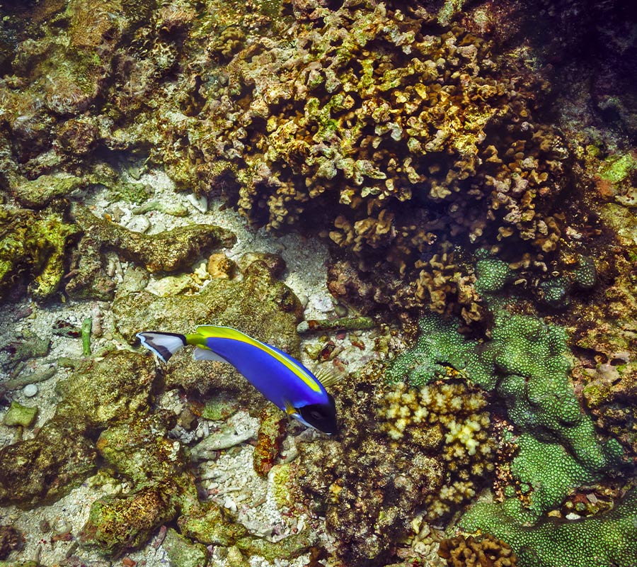 World Oceans Day: Marine Conservation Initiatives Around The World