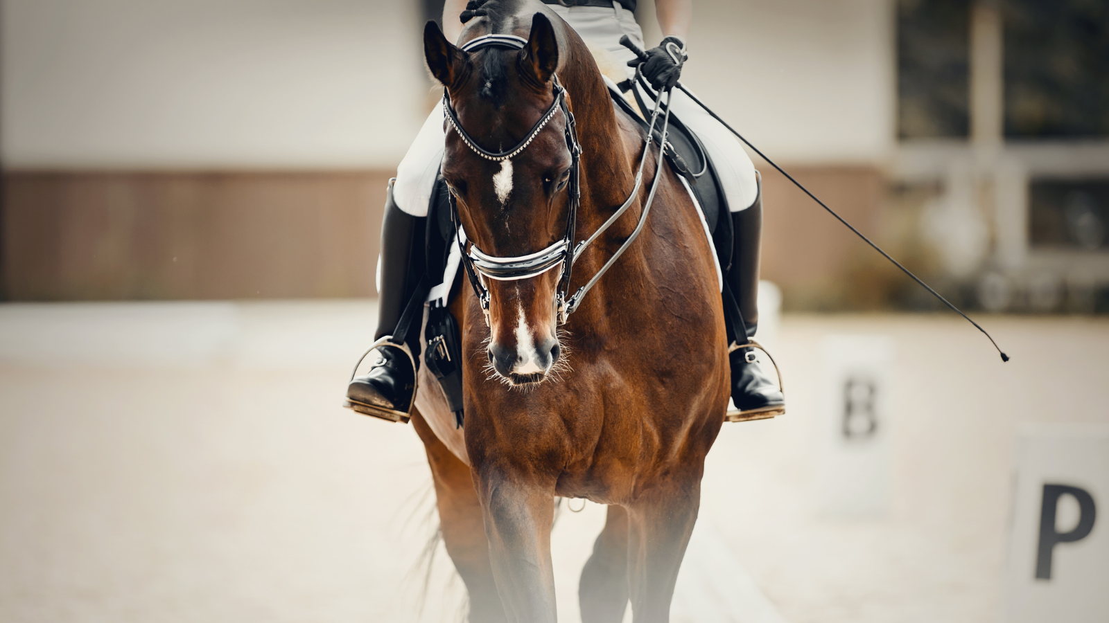 8 Of Best Equestrian Clubs For Horse Riding In India | Zee Zest